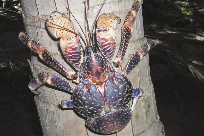 NMU professor assesses world’s largest land crab | News, Sports, Jobs ...